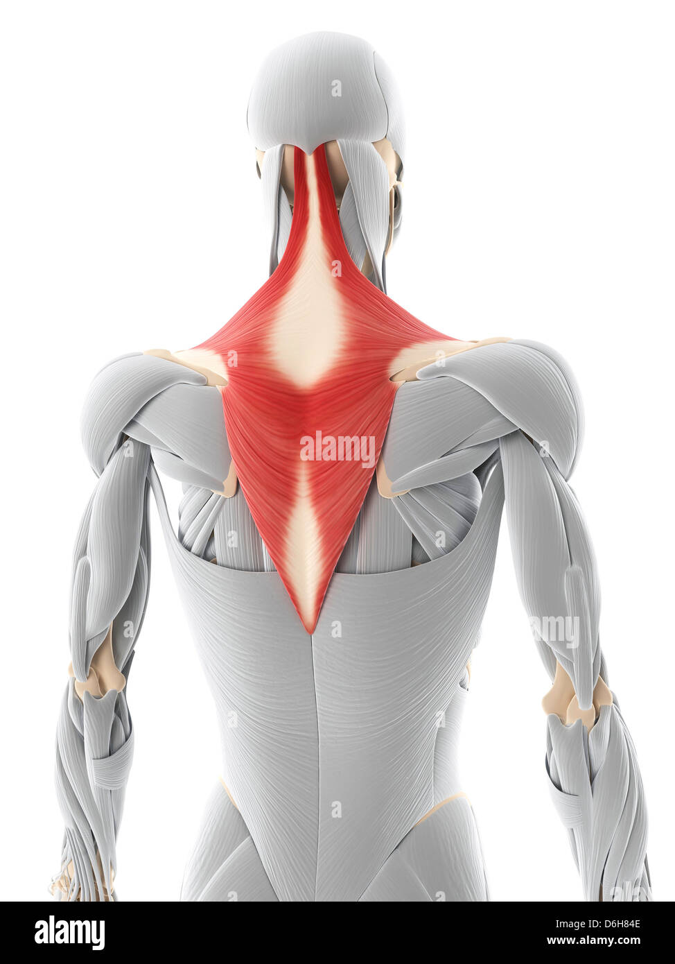 Anatomie des muscles du dos Banque de photographies et d’images à haute ...