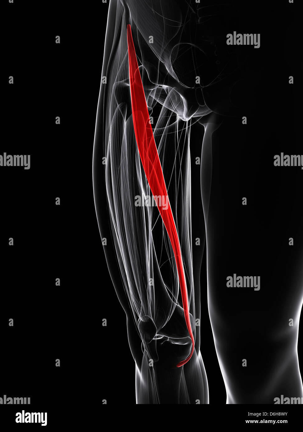 Muscle Sartorius Banque d'image et photos - Alamy