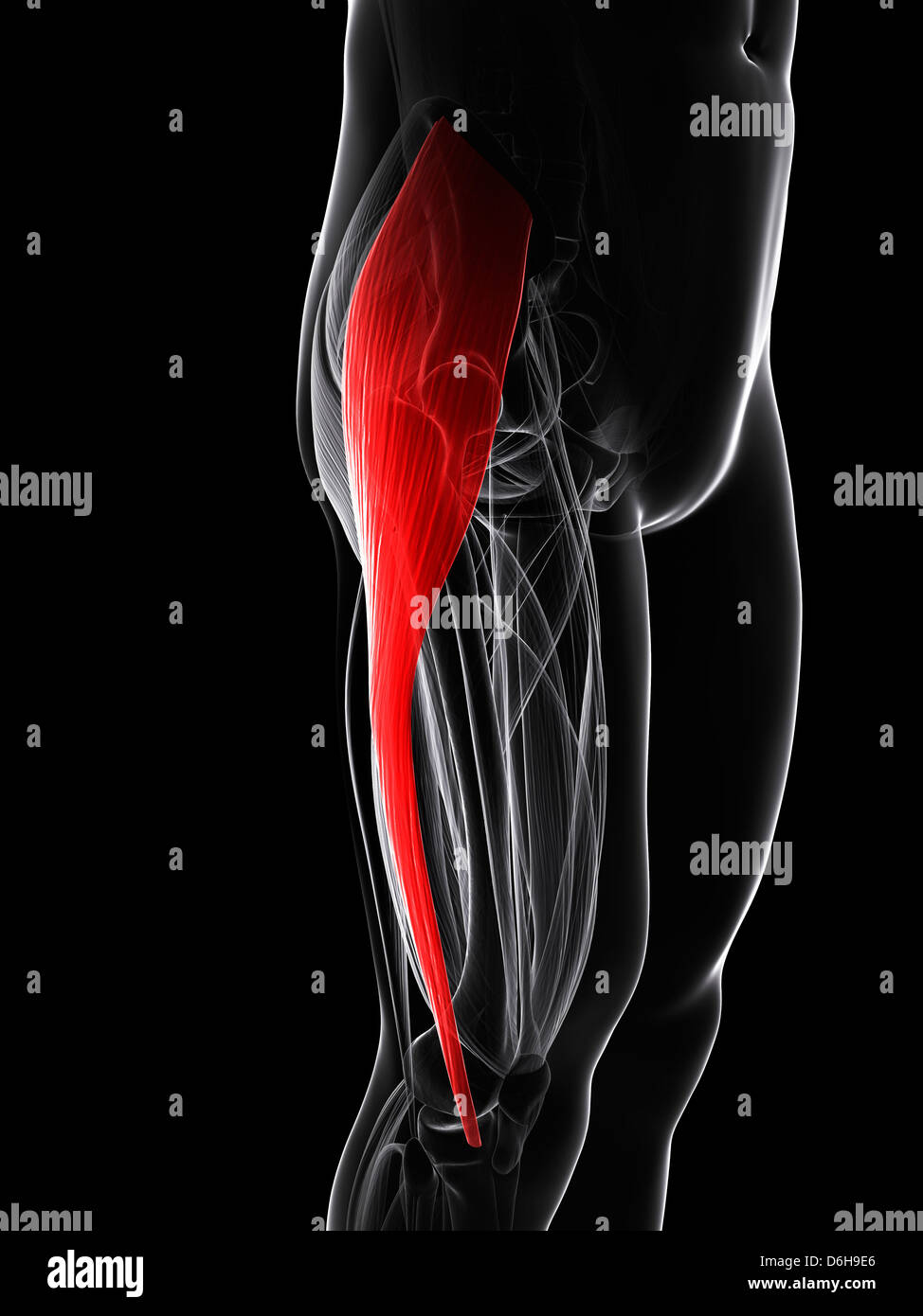 Muscle De La Cuisse Humaine Banque d'image et photos - Alamy