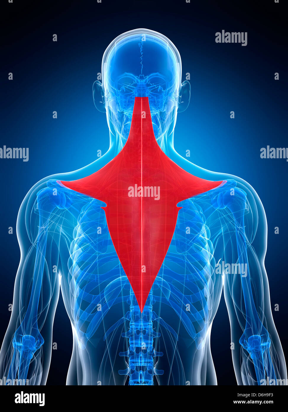 Anatomie des muscles du dos Banque de photographies et d’images à haute ...