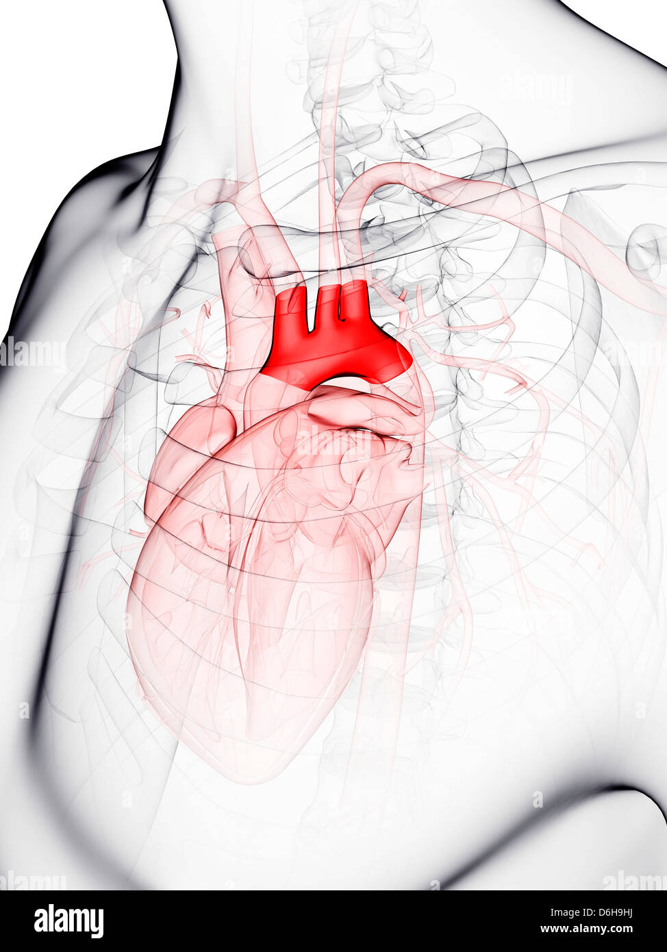 Aortic arch Banque de photographies et d’images à haute résolution - Alamy