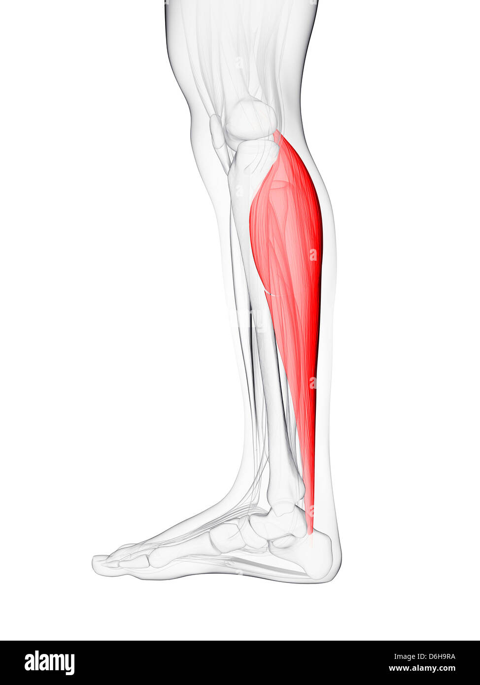 Muscle des mollet corps humain Banque de photographies et d’images à ...