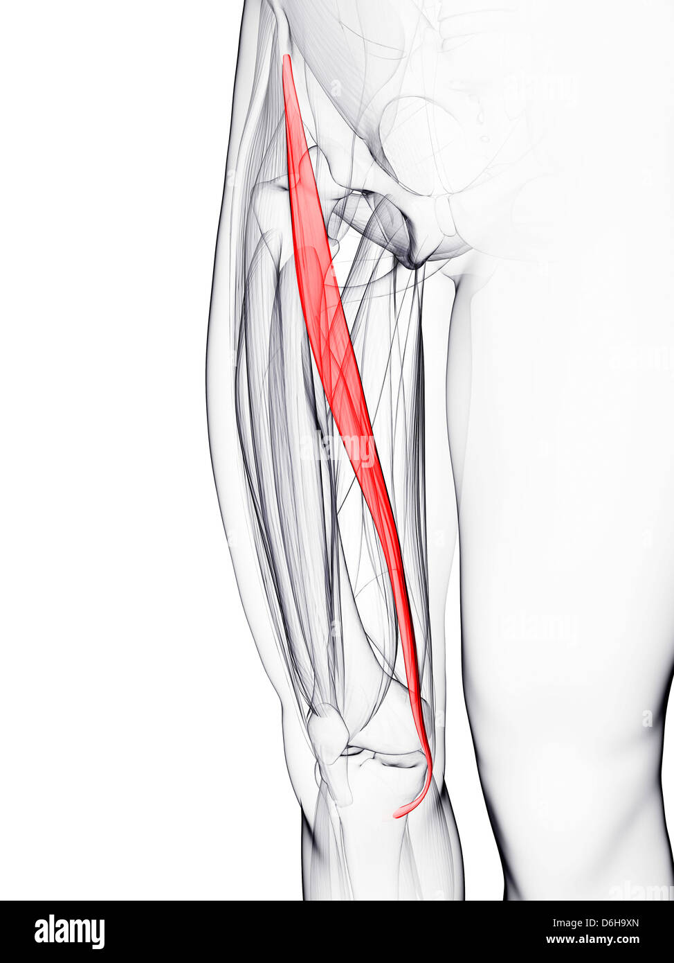 Muscle Sartorius Banque d'image et photos - Alamy