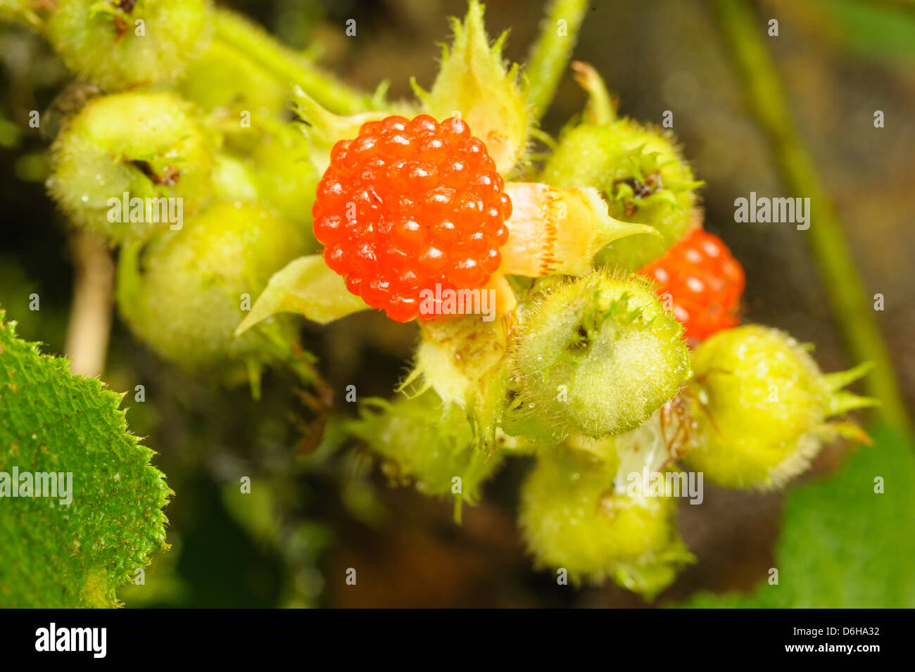 Fruits rouges sauvages dans la forêt Photo Stock - Alamy