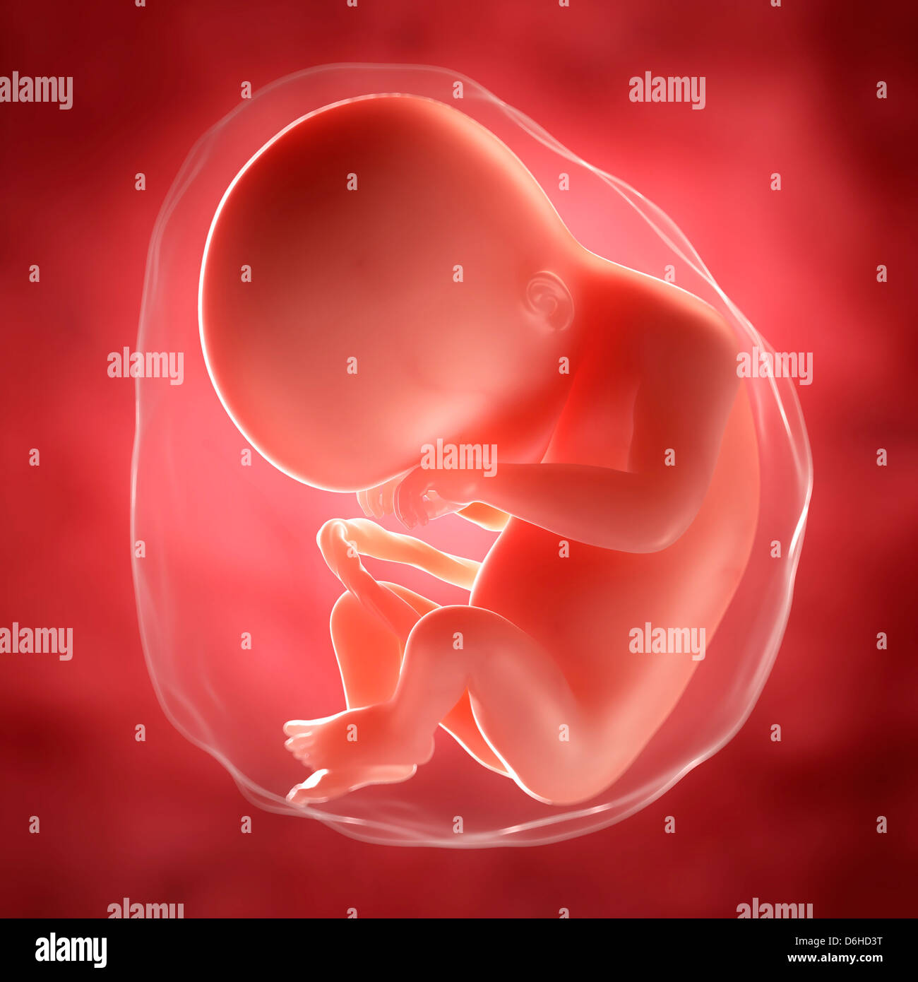 Få“tus humain 20 semaines Banque de photographies et d’images à haute ...