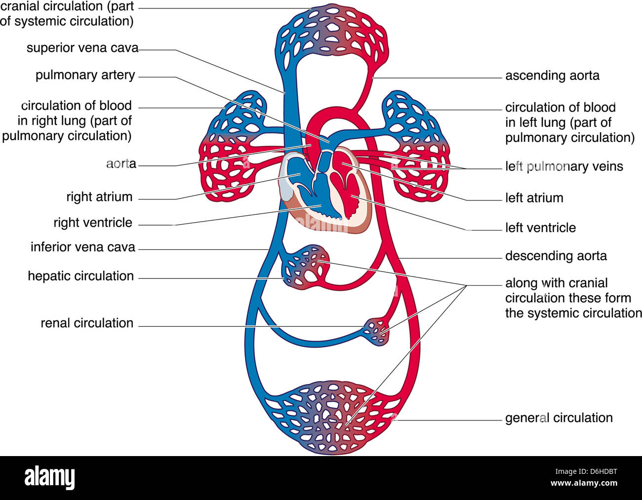 Pulmonary arteries Banque de photographies et d’images à haute ...