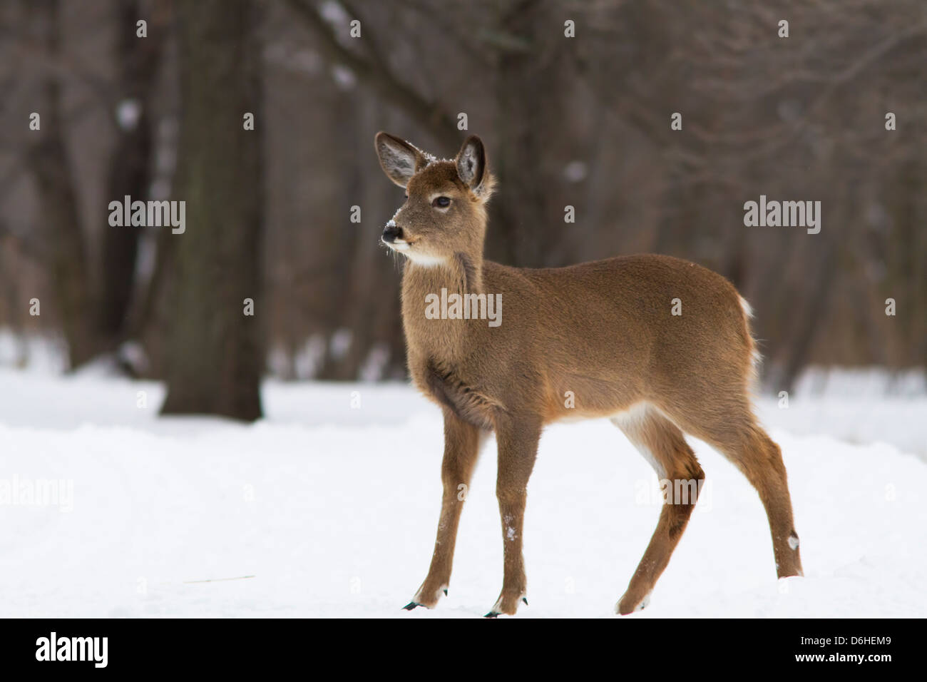 Queue de biche Banque de photographies et d’images à haute résolution ...