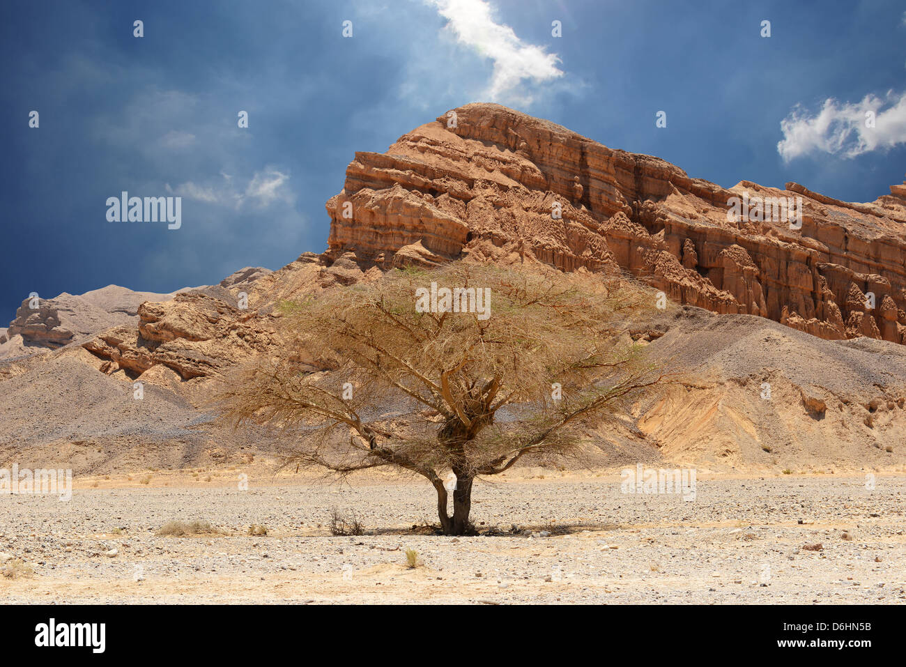 Desert tree mountains desert faran Banque de photographies et d’images ...