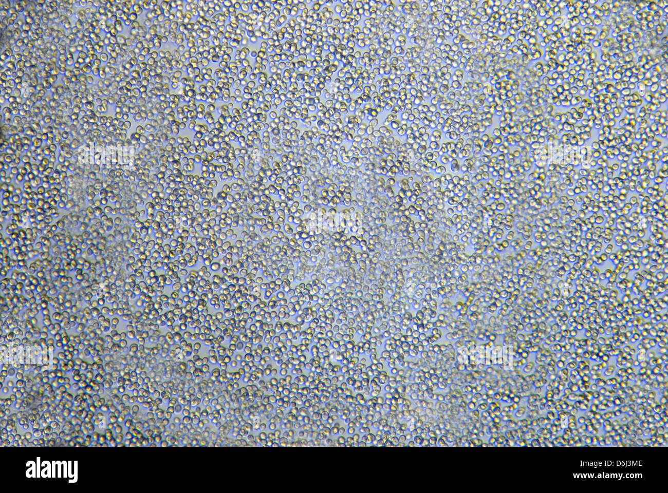 Levures microscope Banque de photographies et d’images à haute ...