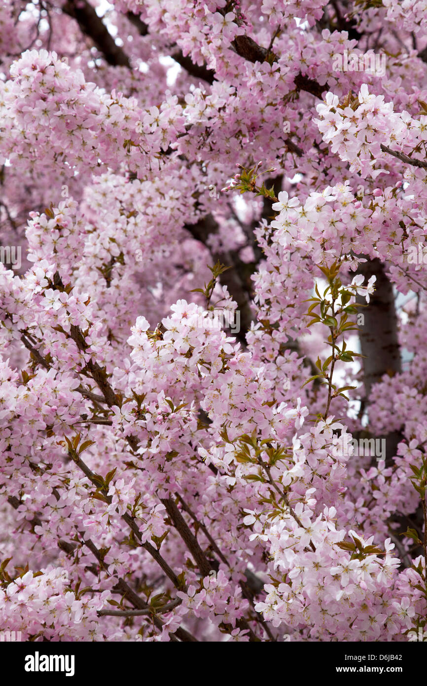Arbre de fleur rose Banque de photographies et d’images à haute ...