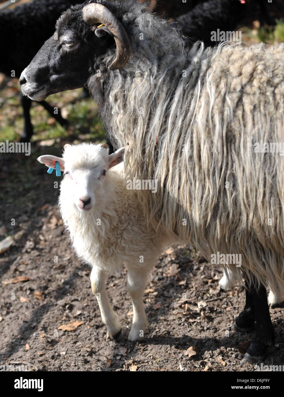 Moutons photo noir et blanc Banque de photographies et d’images à haute ...