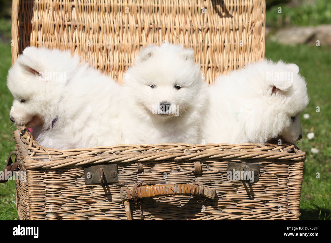 Samoyed group Banque de photographies et d’images à haute résolution ...