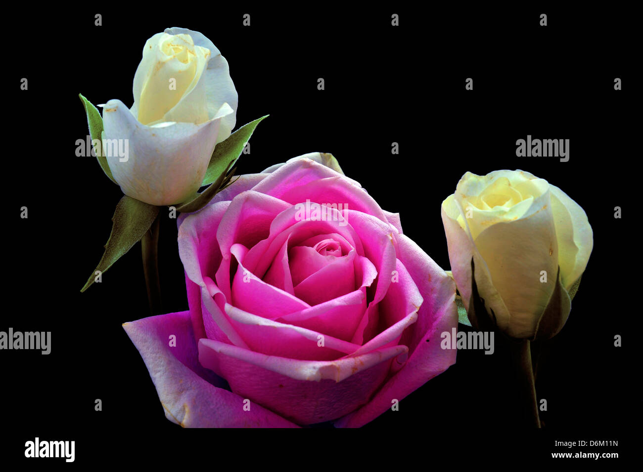 Trois roses Banque de photographies et d’images à haute résolution - Alamy