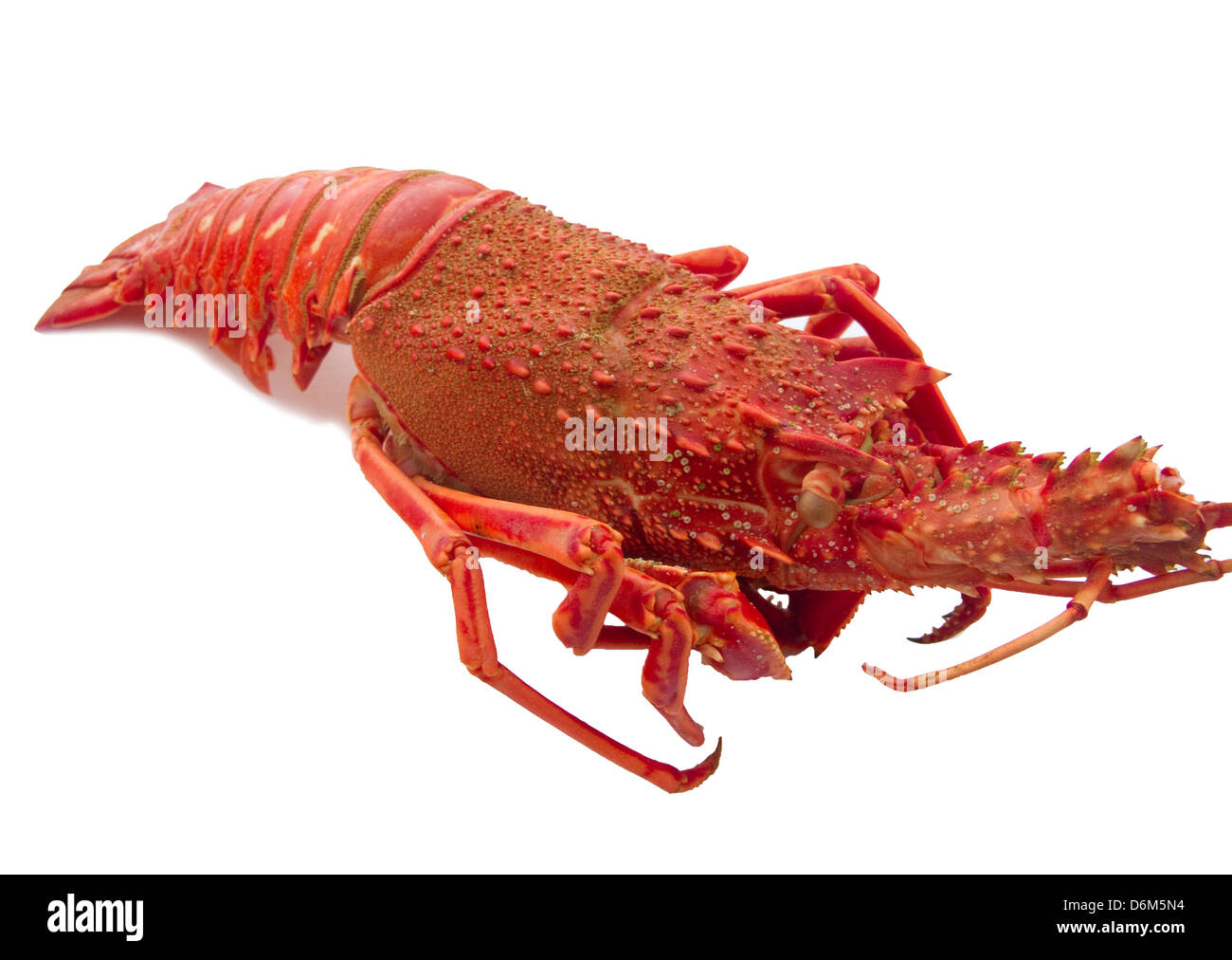 La cuisson du homard rouge isolé sur fond blanc Photo Stock - Alamy
