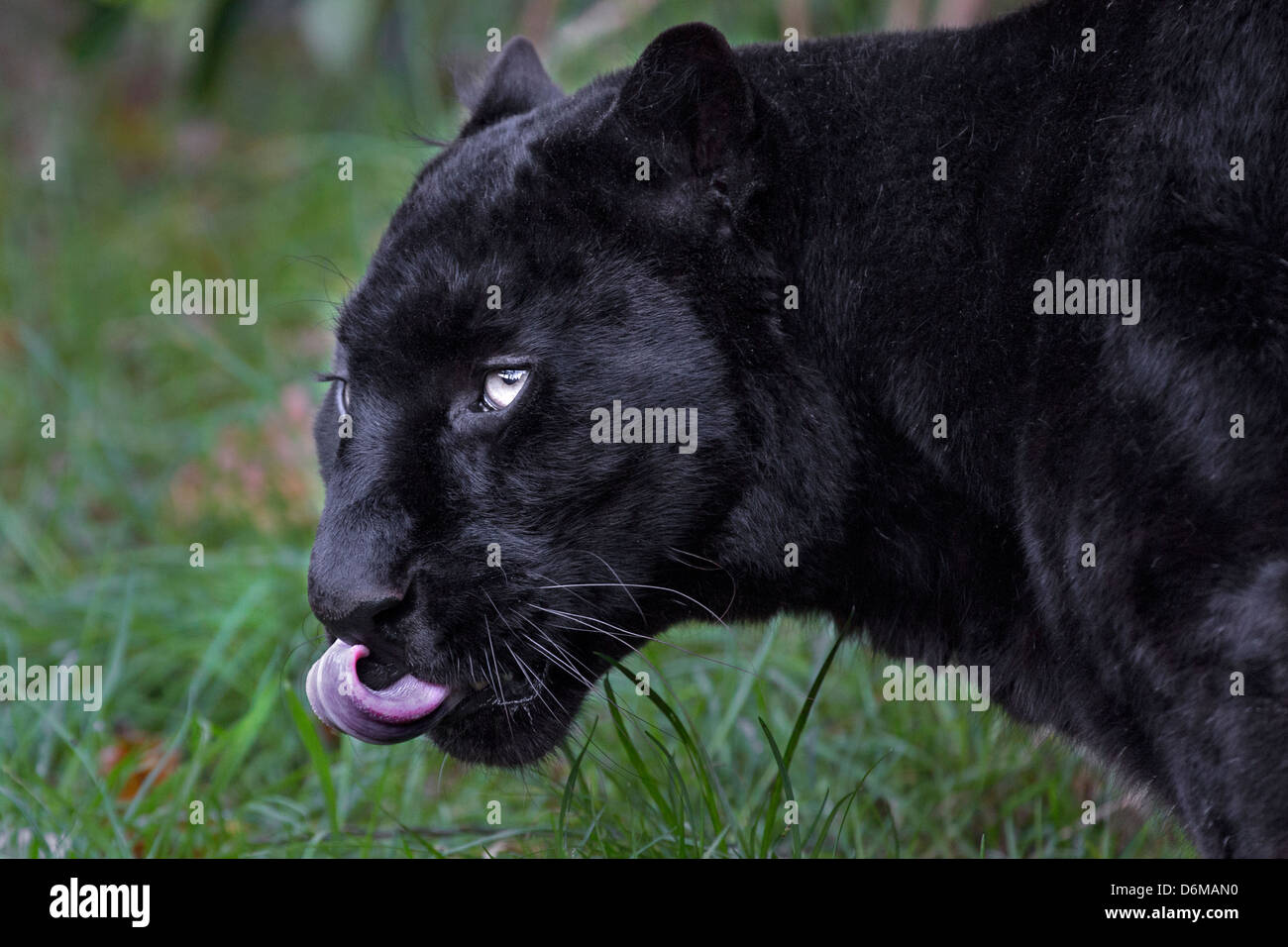 Black leopard panthera pardus leopard Banque de photographies et d ...