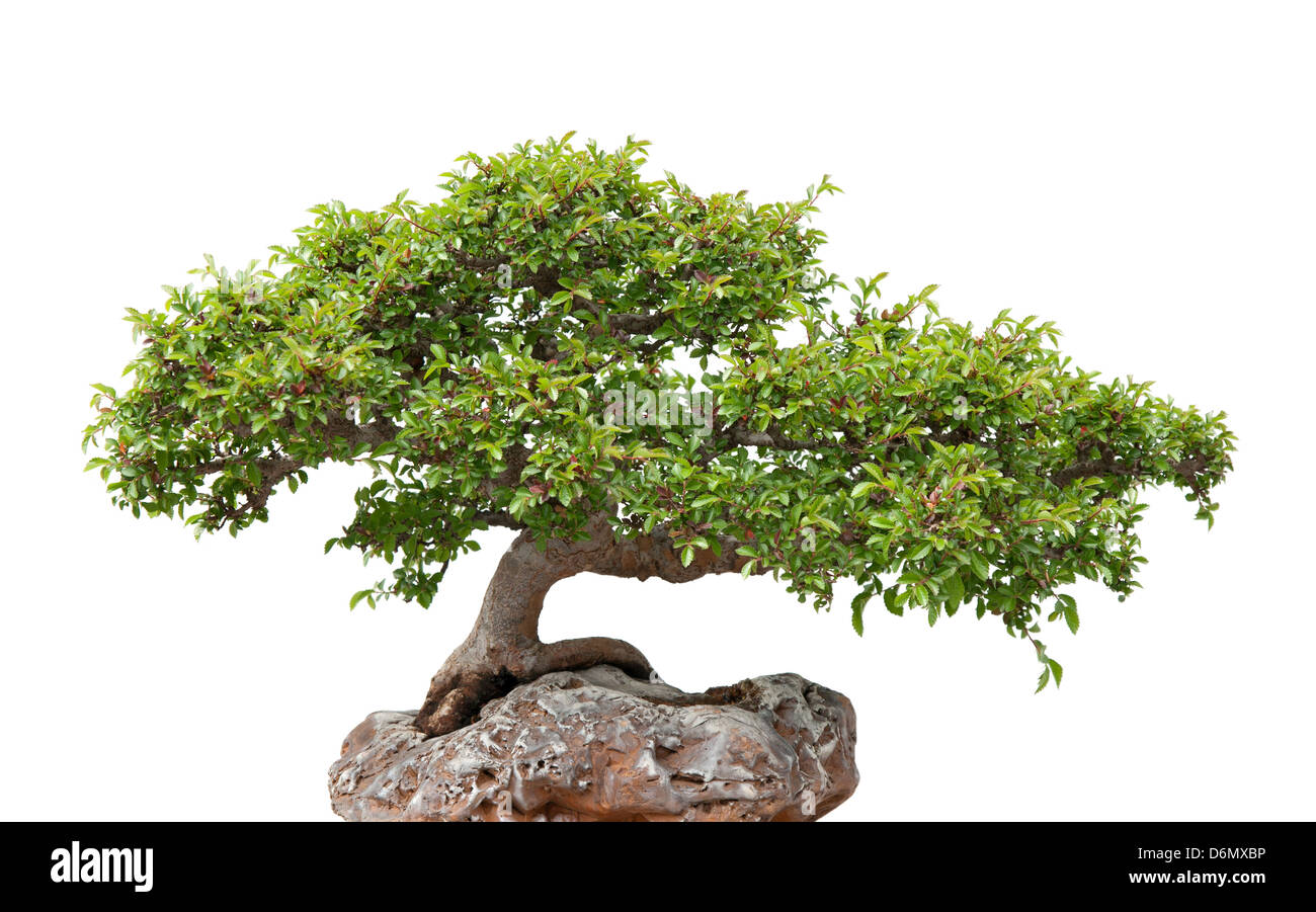 Arbre qui pousse sur un rocher Banque de photographies et d’images à ...