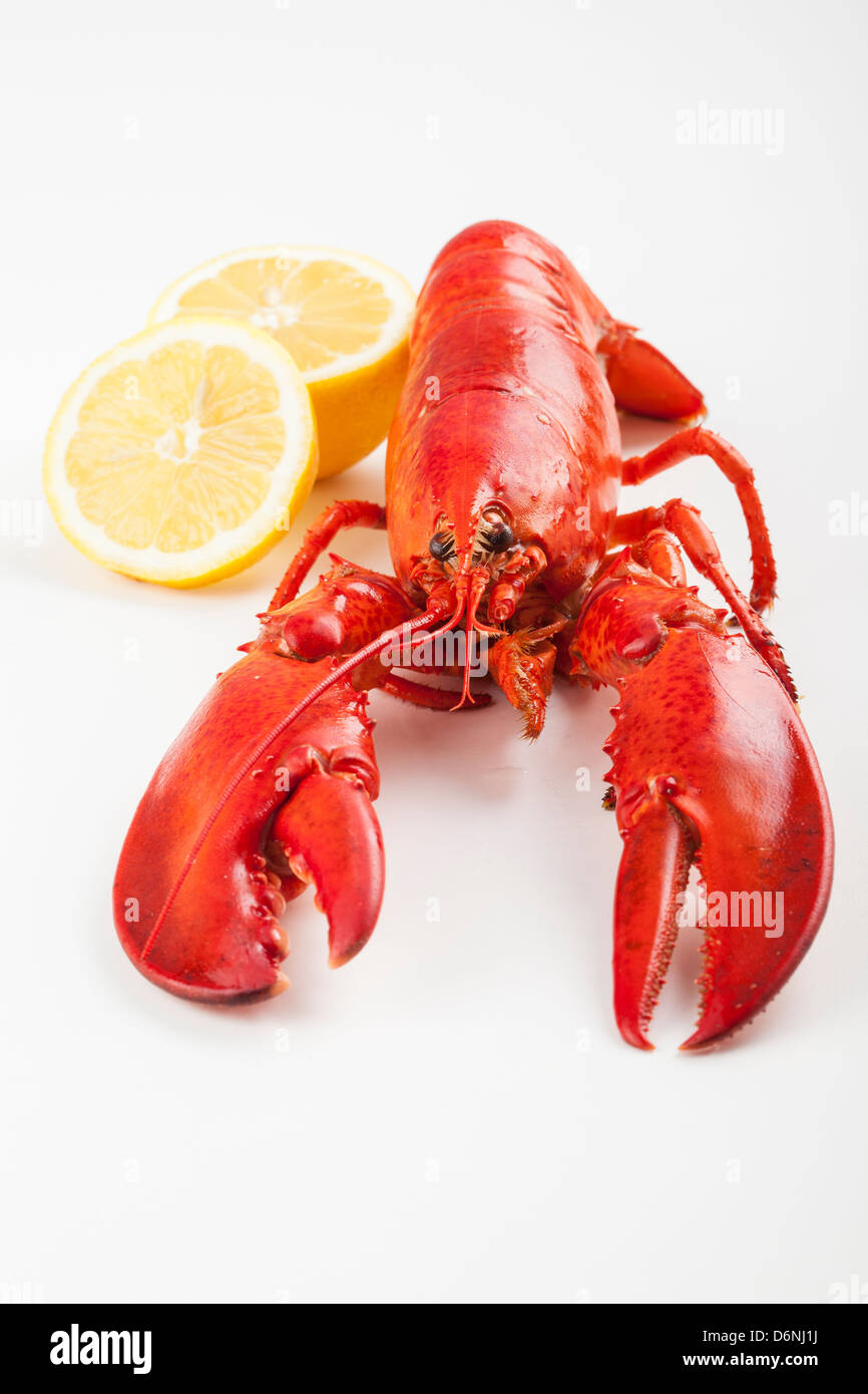 Homard cru Banque de photographies et d’images à haute résolution - Alamy