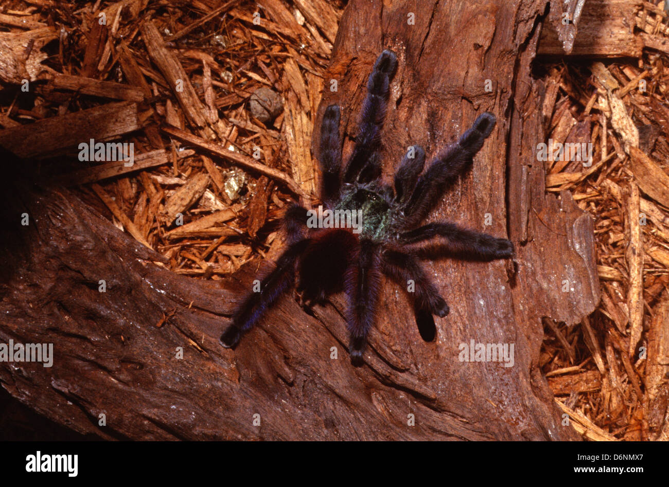 Theraphosidae roberto nistri horizontal migale giant spider spiders ...