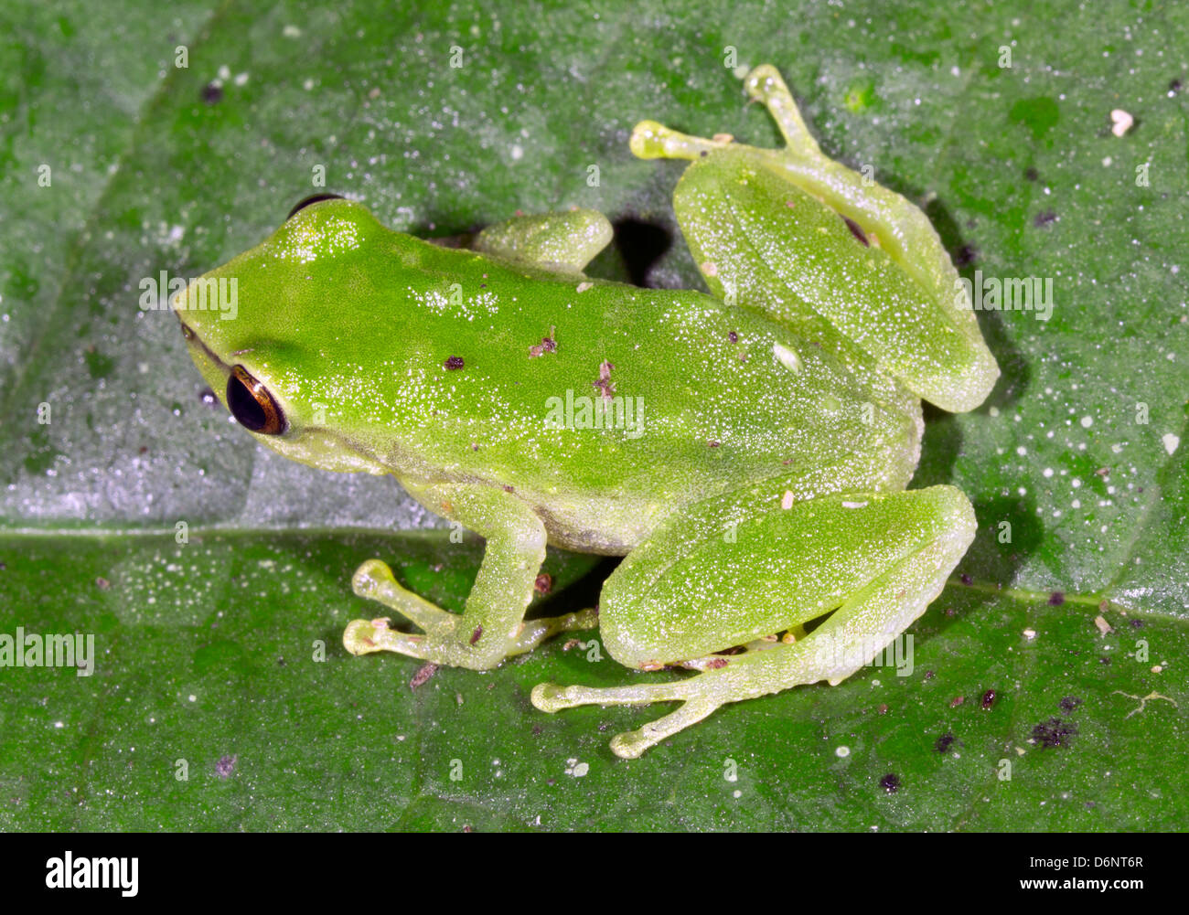 Grenouille de pluie Banque de photographies et d’images à haute ...