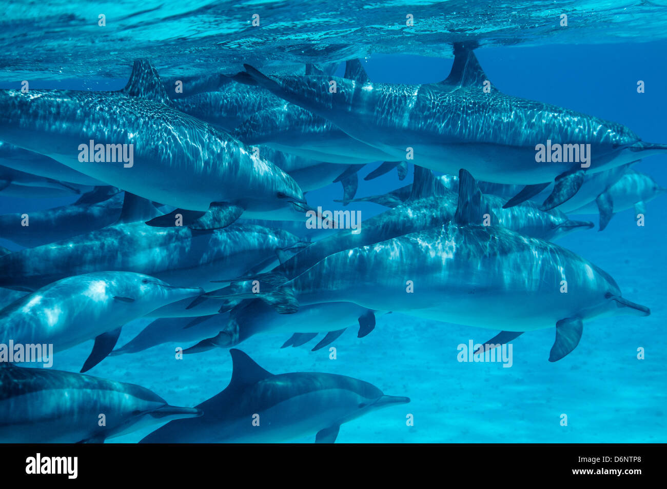 Dauphins de la mer rouge Banque de photographies et d’images à haute ...