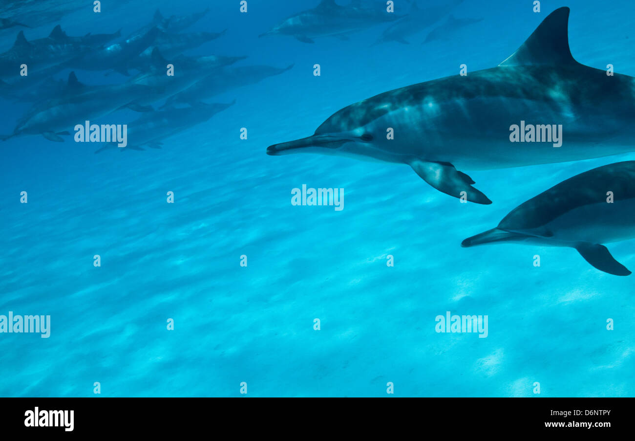 Dauphins de la mer rouge Banque de photographies et d’images à haute ...
