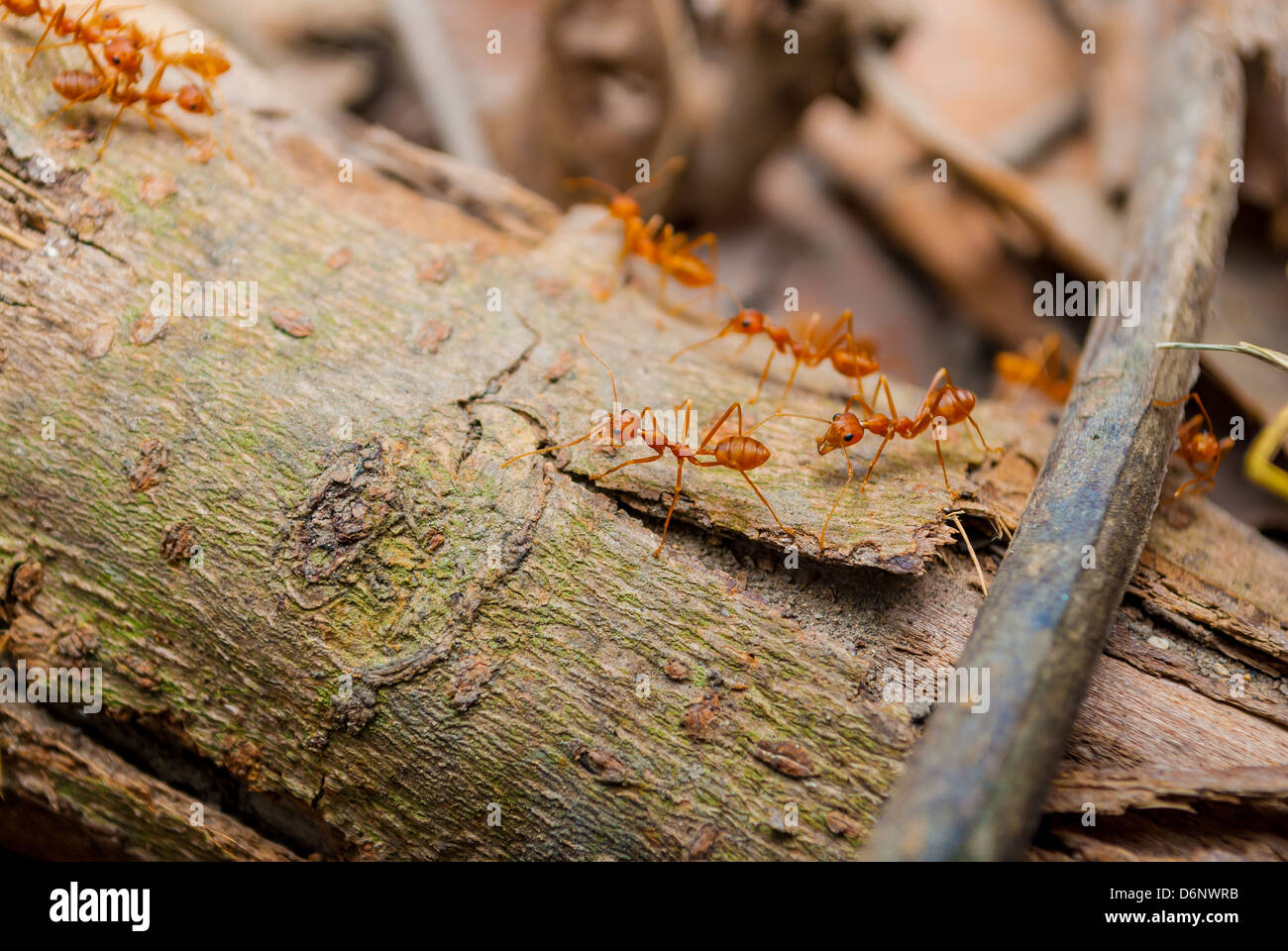 Fourmis Rouges Banque d'image et photos - Alamy