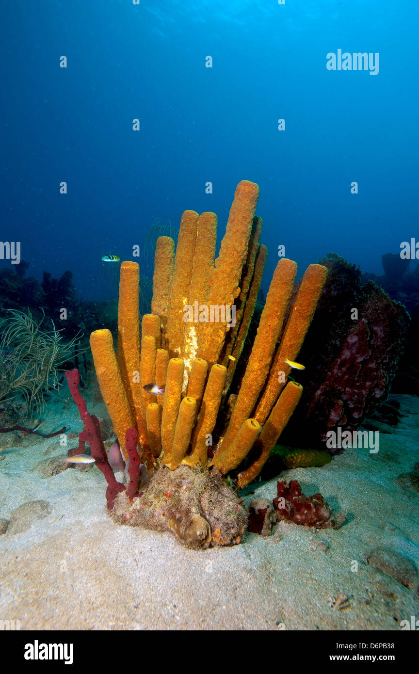 Tube jaune Aplysina fistularis (éponge), Dominique, Antilles, Caraïbes ...