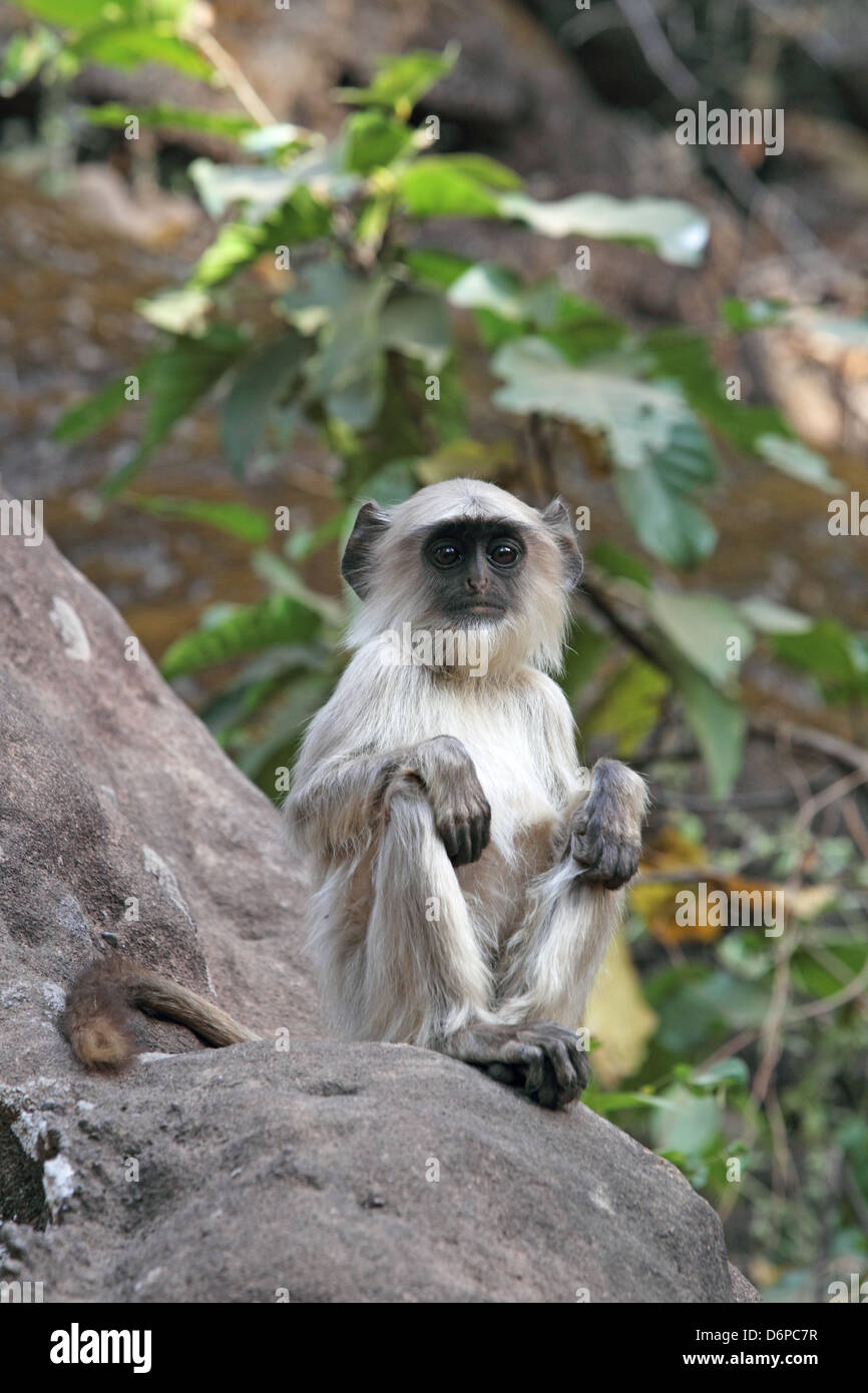 Entelle langur Hanuman (gris) (Semnopithecus hector), Bandhavgarh ...