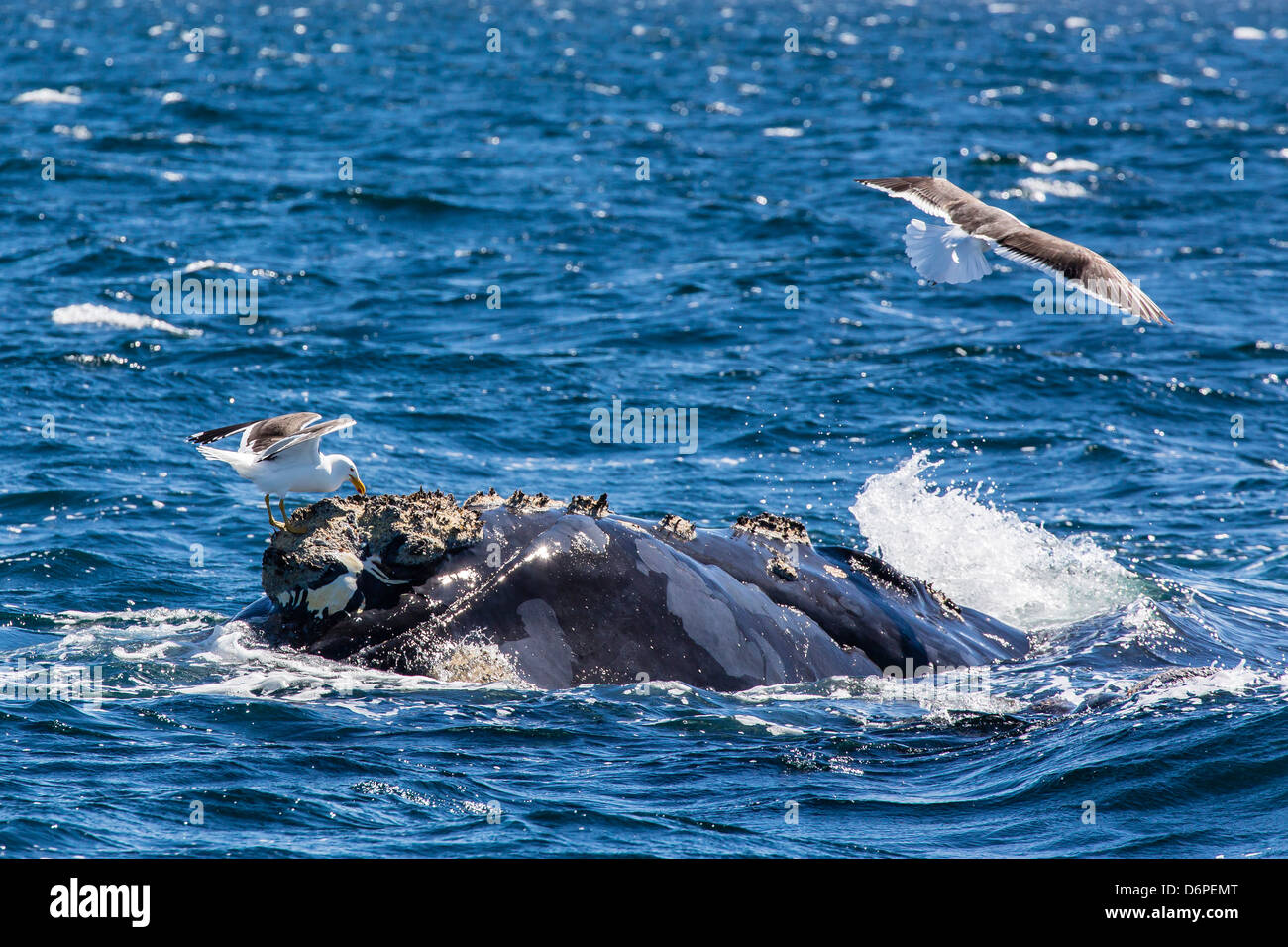 Baleine franche australe Banque de photographies et d’images à haute ...