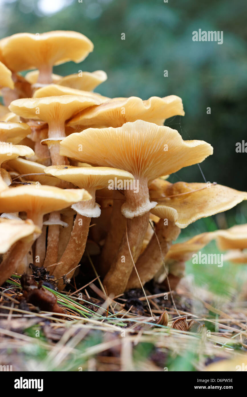 Infestation de champignons Banque de photographies et d’images à haute ...