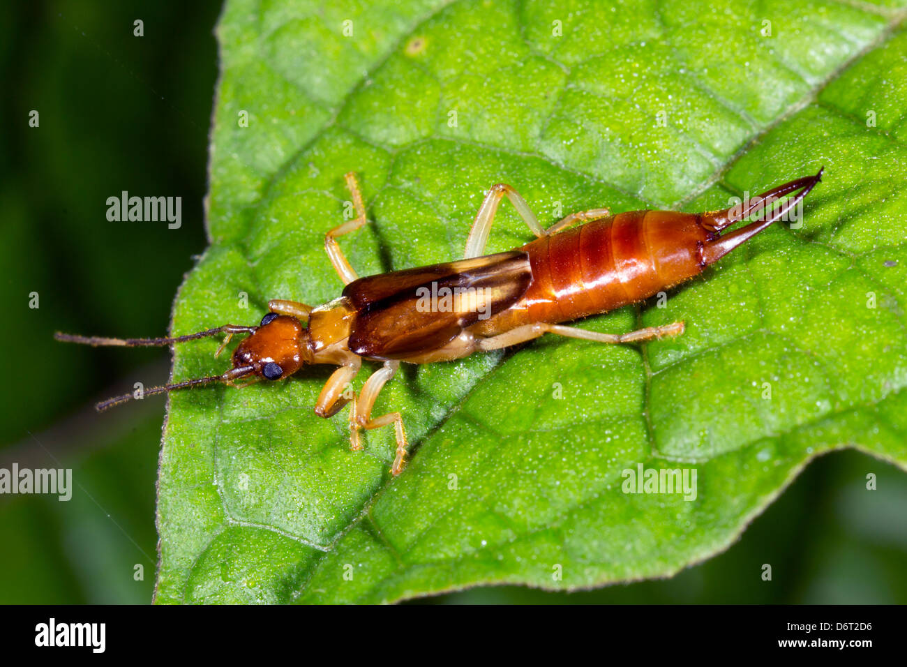 Insecte forestier Banque de photographies et d’images à haute ...