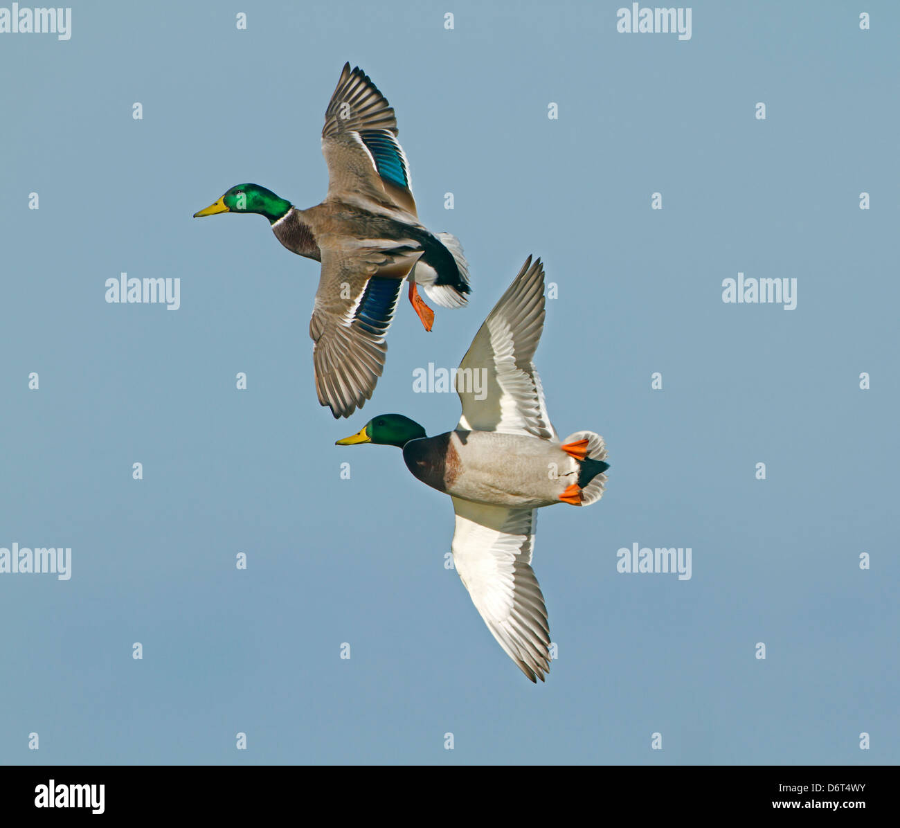 Deux canards en vol Banque de photographies et d’images à haute ...