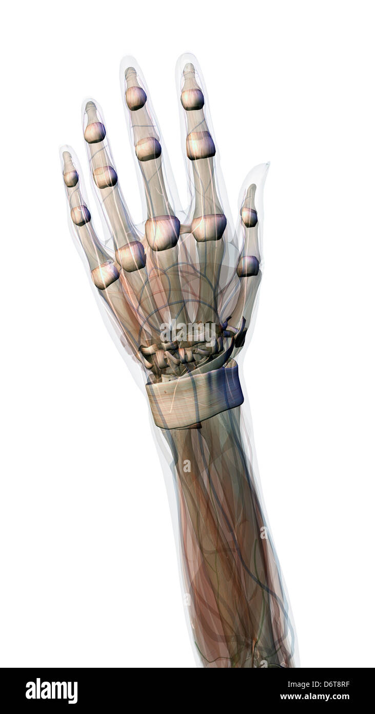 Main de femme tissu conjonctif poignet main de femme Anatomie Anatomie ...