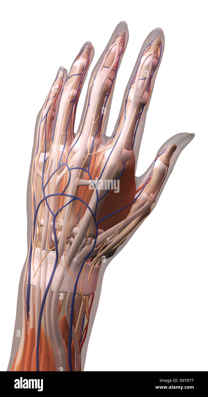 Poignet anatomie Banque de photographies et d’images à haute résolution ...