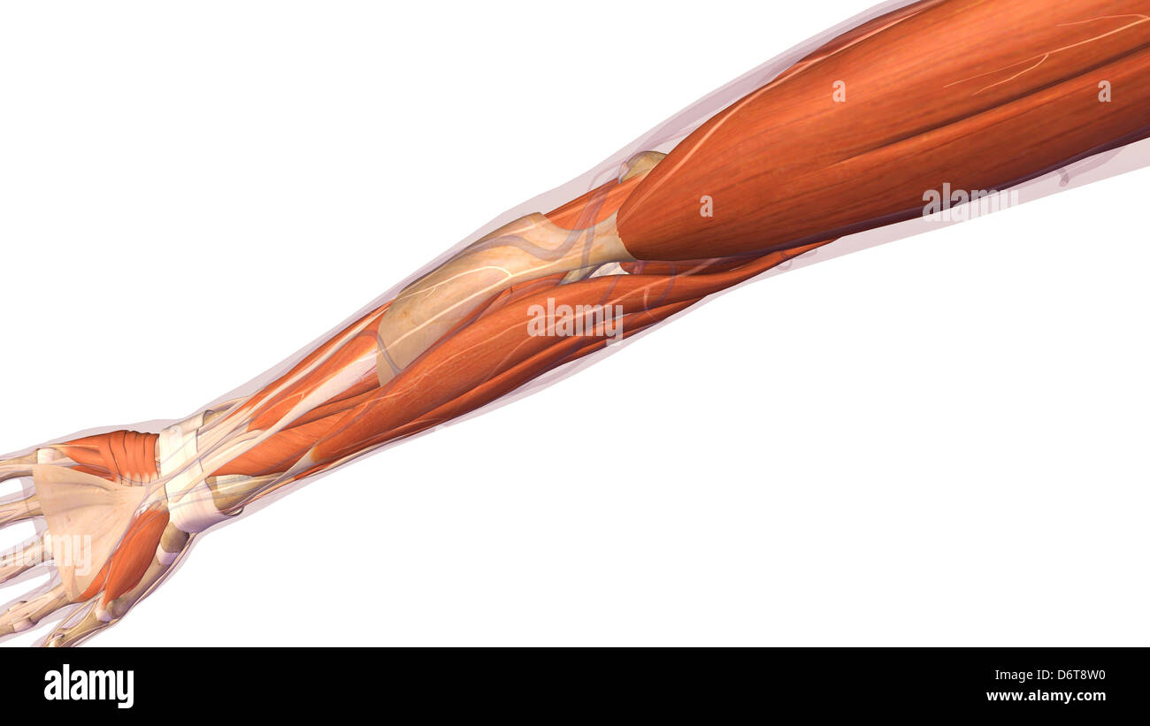 Et l'avant-bras coudé femelle anatomie musculaire, retour, vue ...