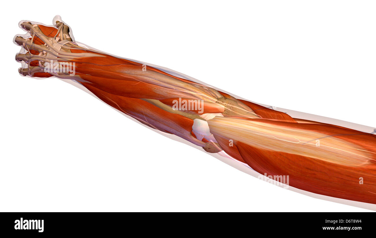 L'anatomie de la main et du poignet féminin, retour, vue postérieure. X ...