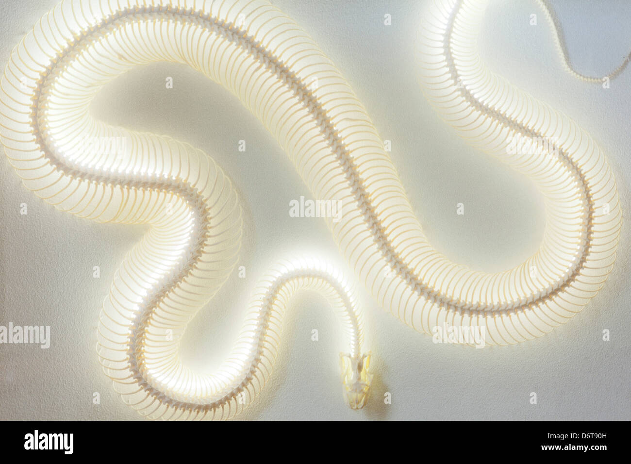 Squelette serpent Banque de photographies et d’images à haute ...