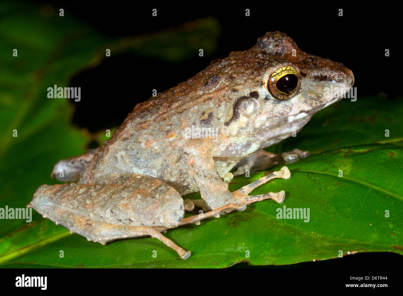 Grenouille sous la pluie Banque de photographies et d’images à haute ...