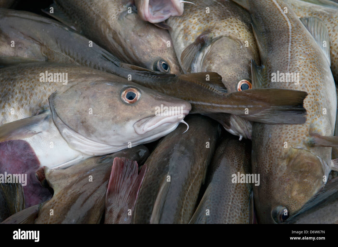 La morue Atlantique (Gadus morhua) sur le pont du chalutier de pêche ...