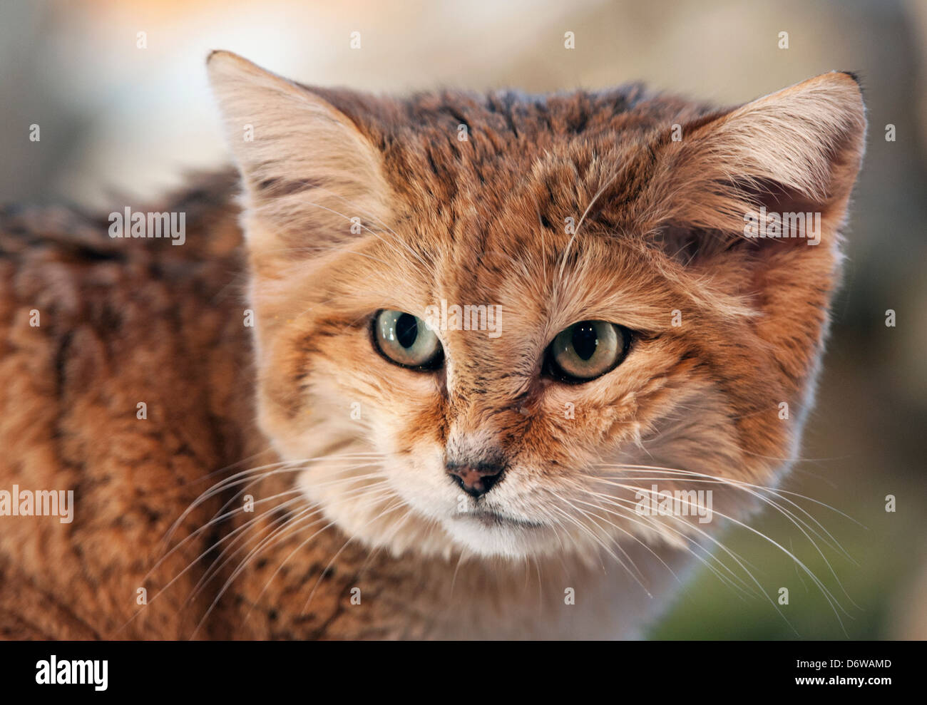Chat de sable felis margarita Banque de photographies et d’images à ...