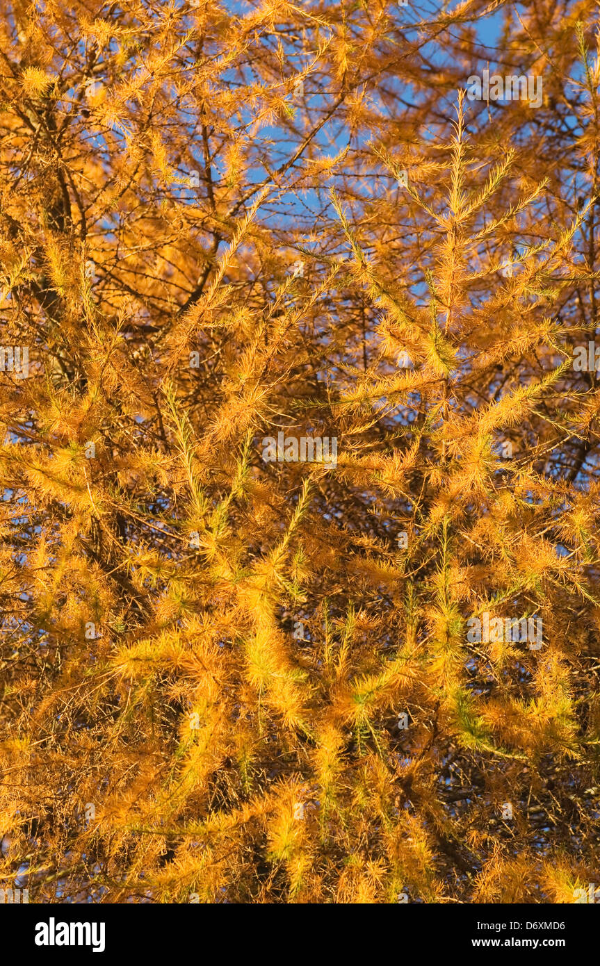 Feuillage de conifères d'automne Banque de photographies et d’images à ...