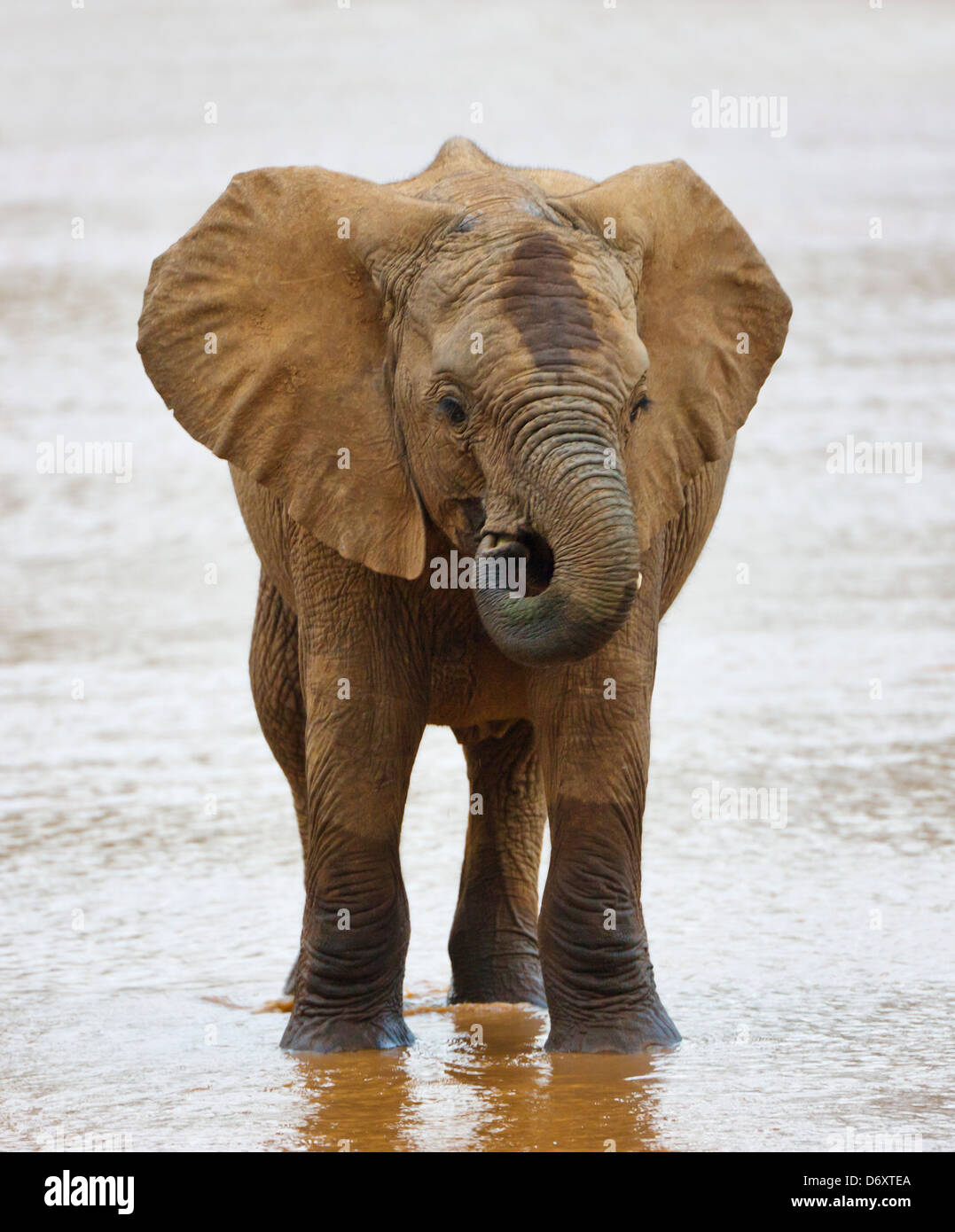 Elephant cub Banque de photographies et d’images à haute résolution - Alamy
