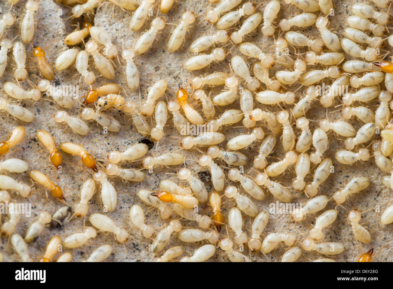 White ants Banque de photographies et d’images à haute résolution - Alamy