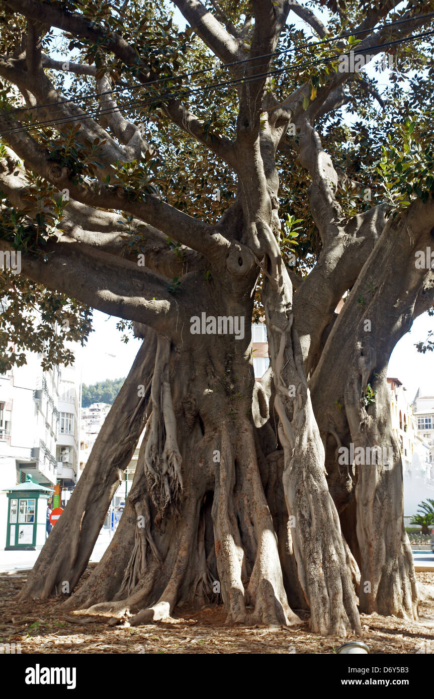 Les banians Banque de photographies et d’images à haute résolution - Alamy