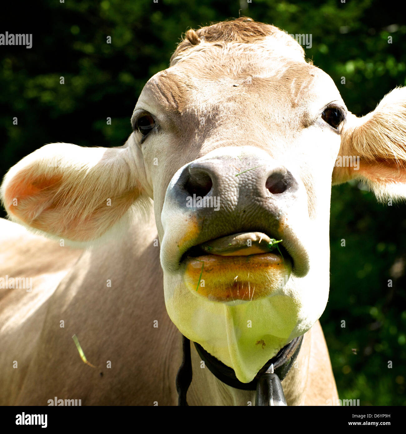 Langue de vache dehors Banque de photographies et d’images à haute ...