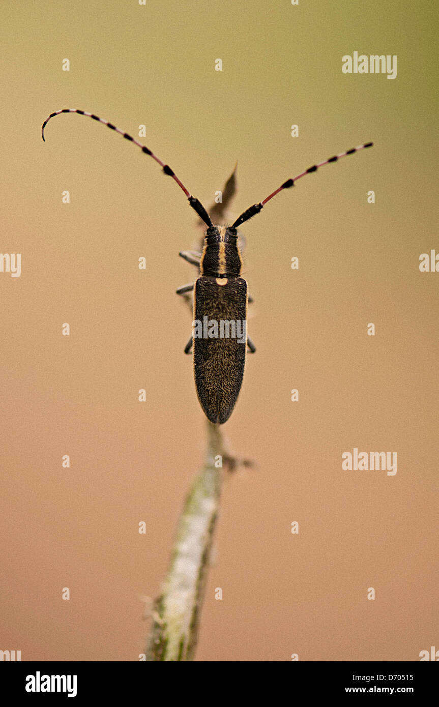 Antenne insecte Banque de photographies et d’images à haute résolution ...