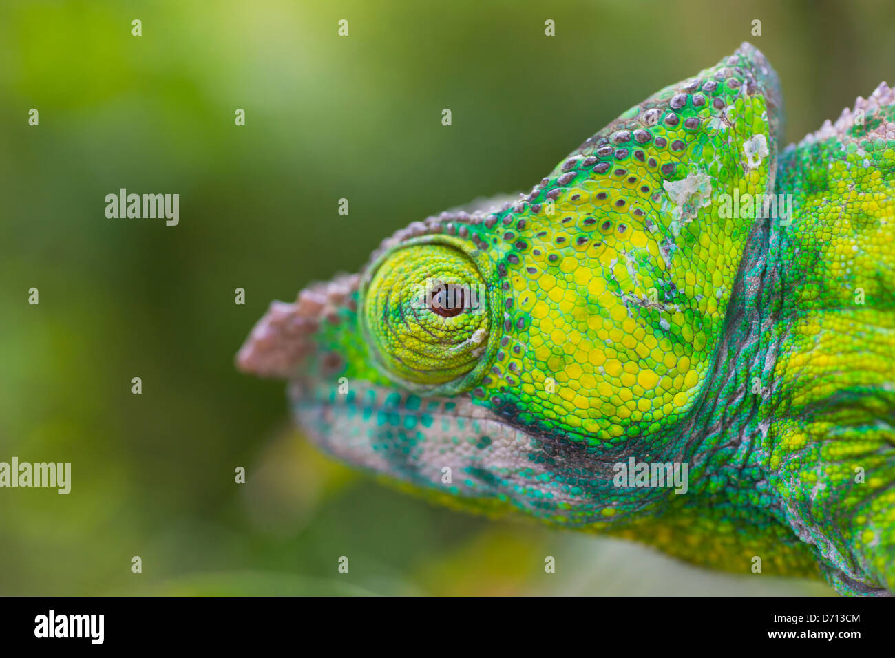 Parsons chameleon Banque de photographies et d’images à haute ...