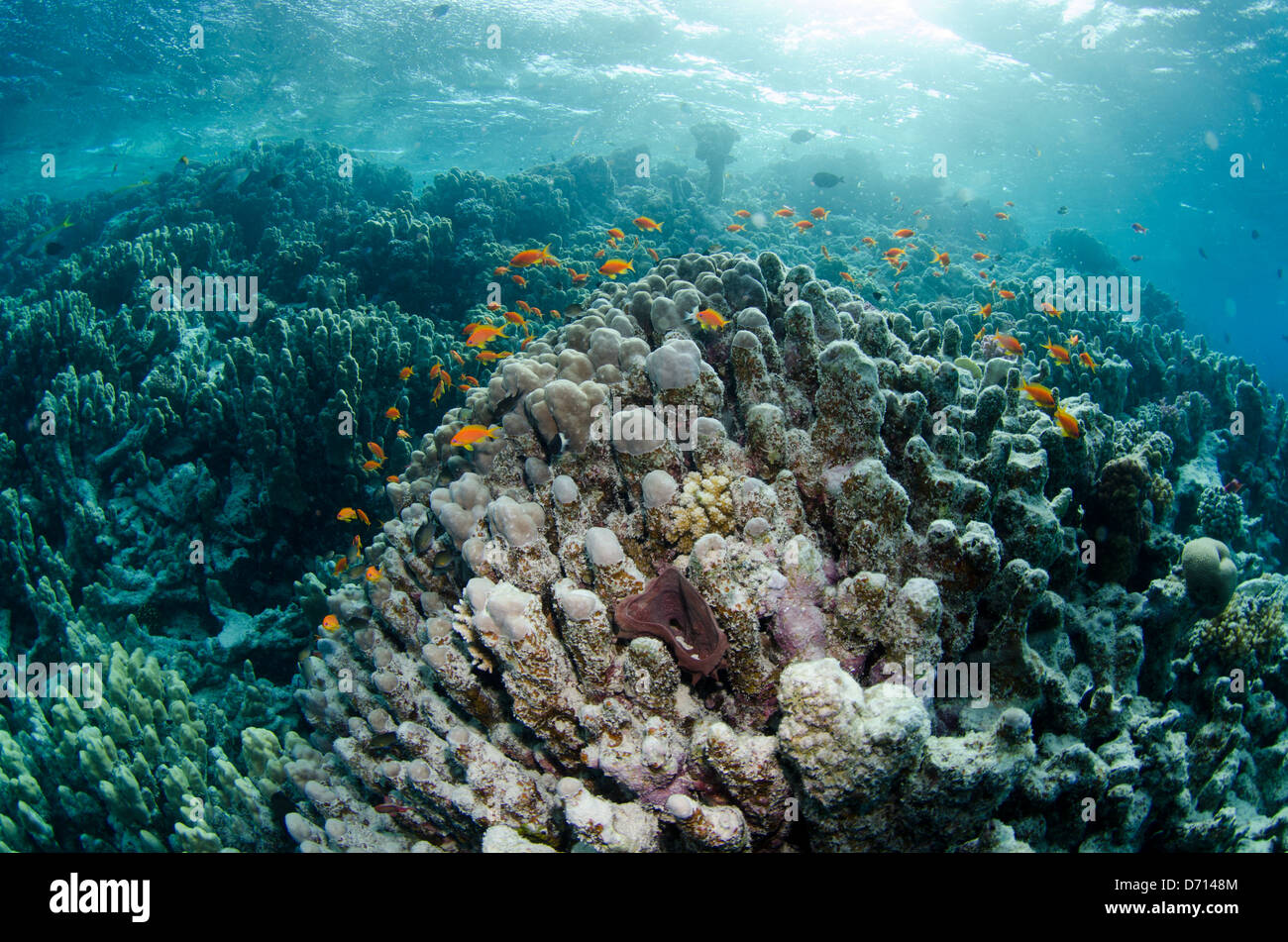 Corail et poisson dans la mer rouge egypte Banque de photographies et d ...