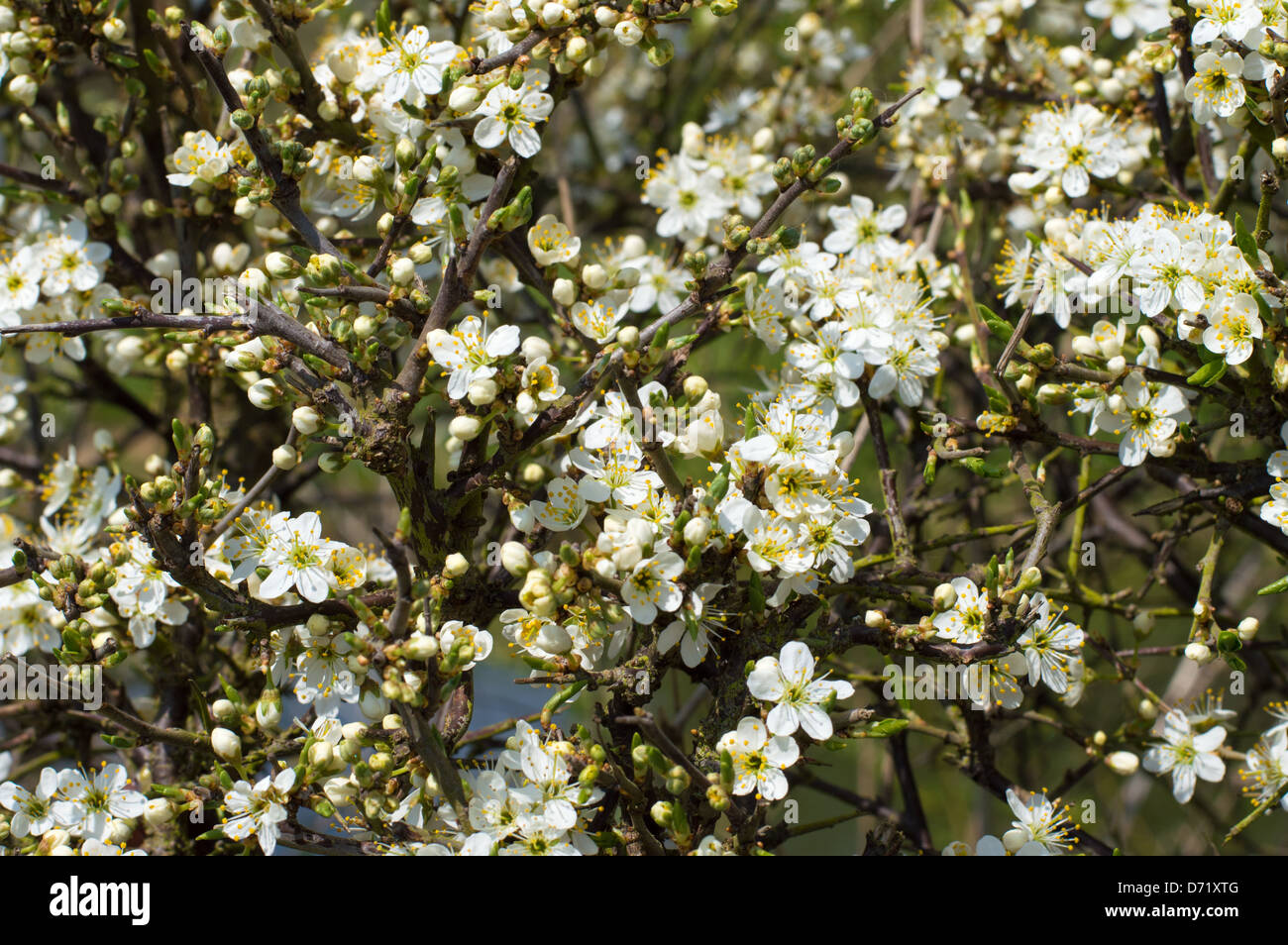 Arbre au printemps Banque de photographies et d’images à haute ...