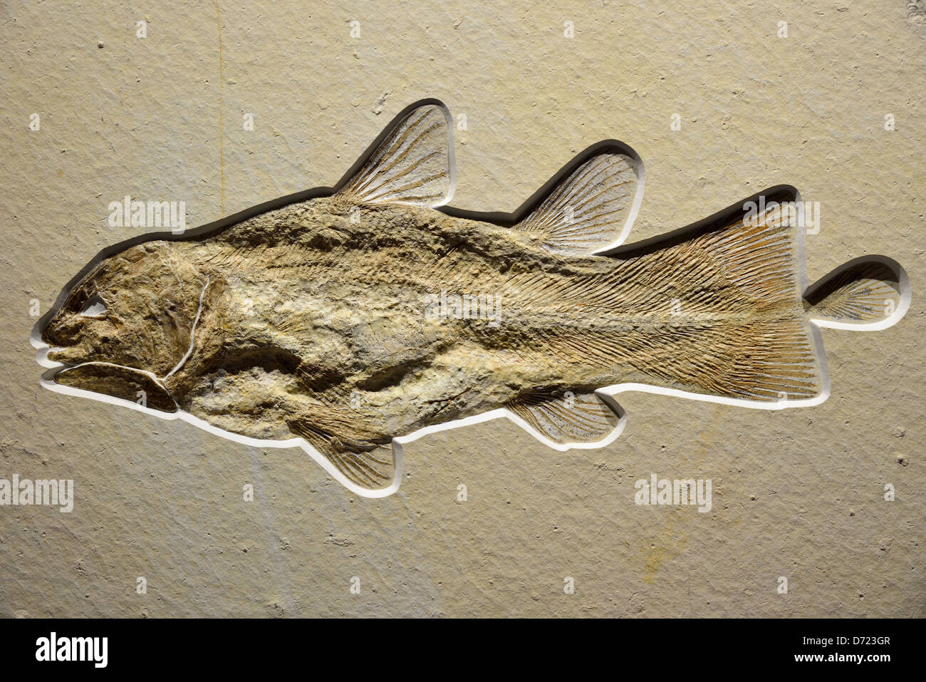 Squelette d'un fossile de poisson coelacanthe. L'âge jurassique Photo ...